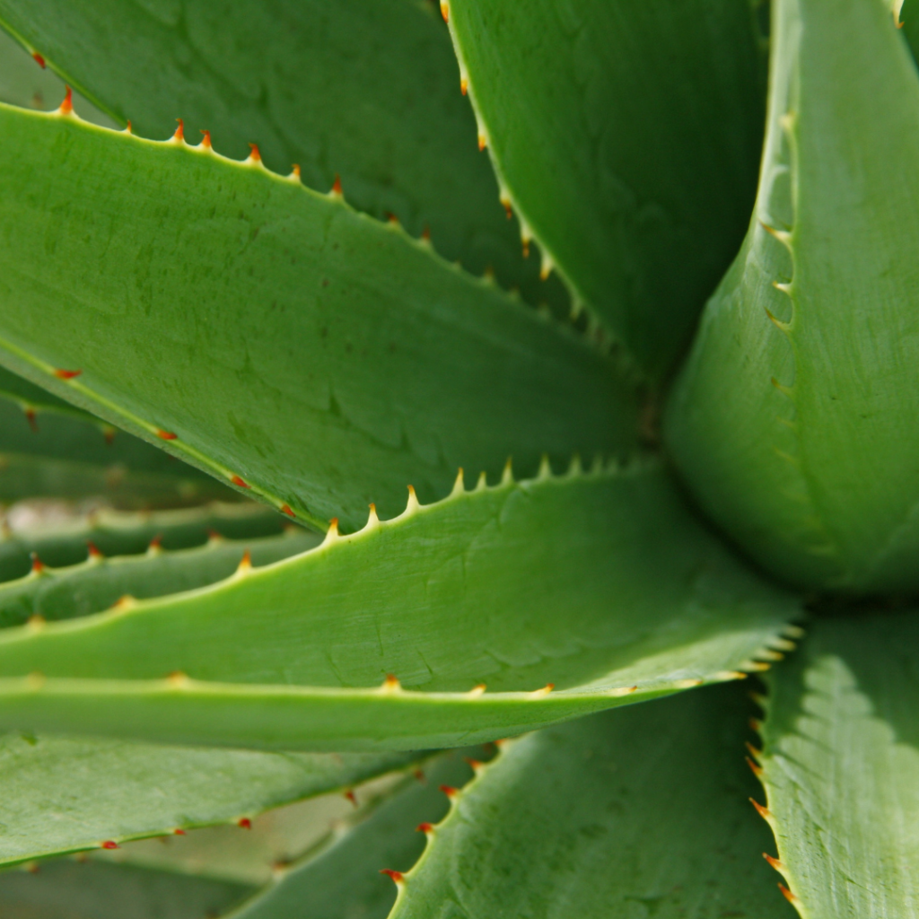 Four herbal remedies for Chronic Joint Pain and/or Arthritis - Best ...